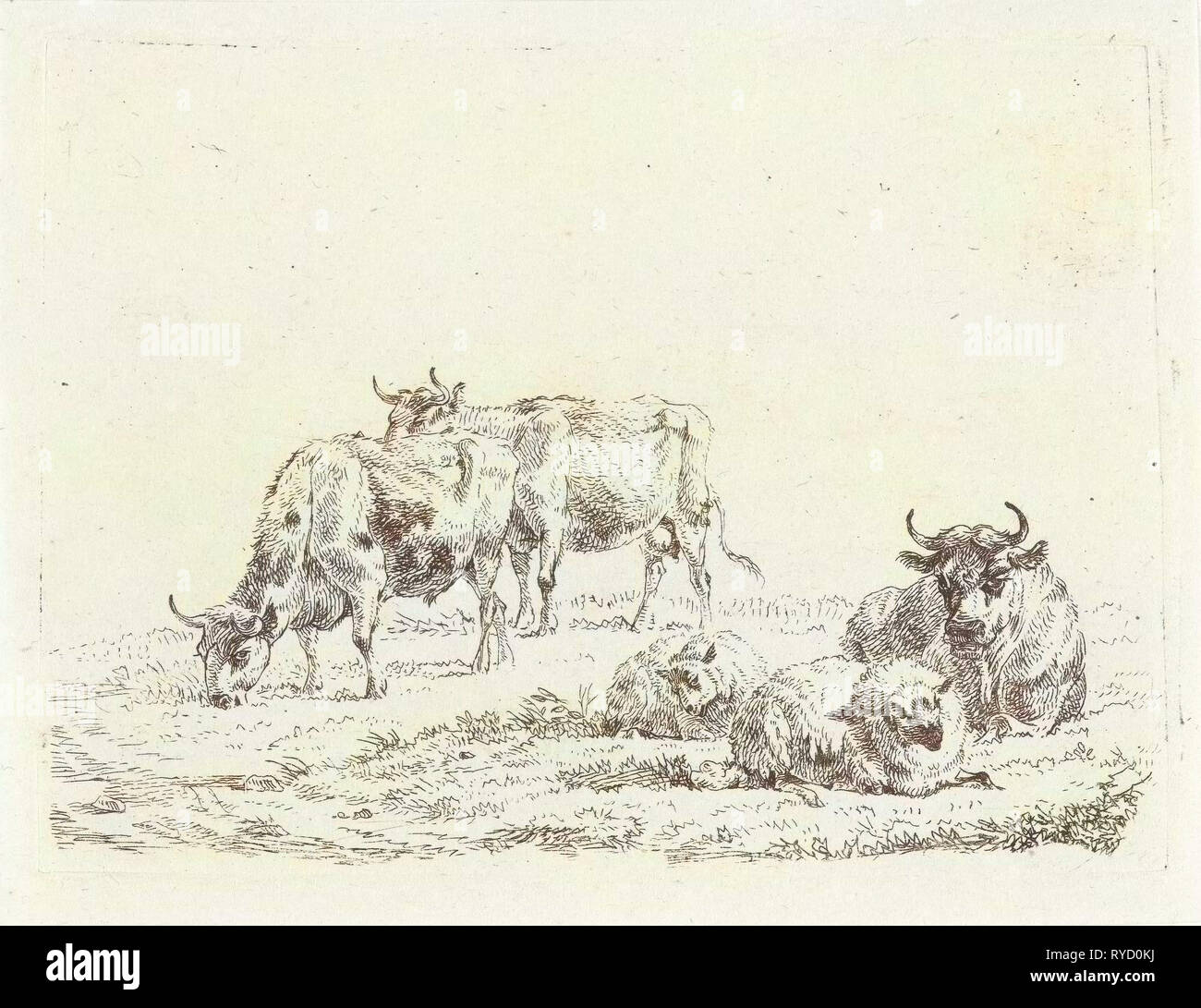 Sheep oxen hi-res stock photography and images - Alamy