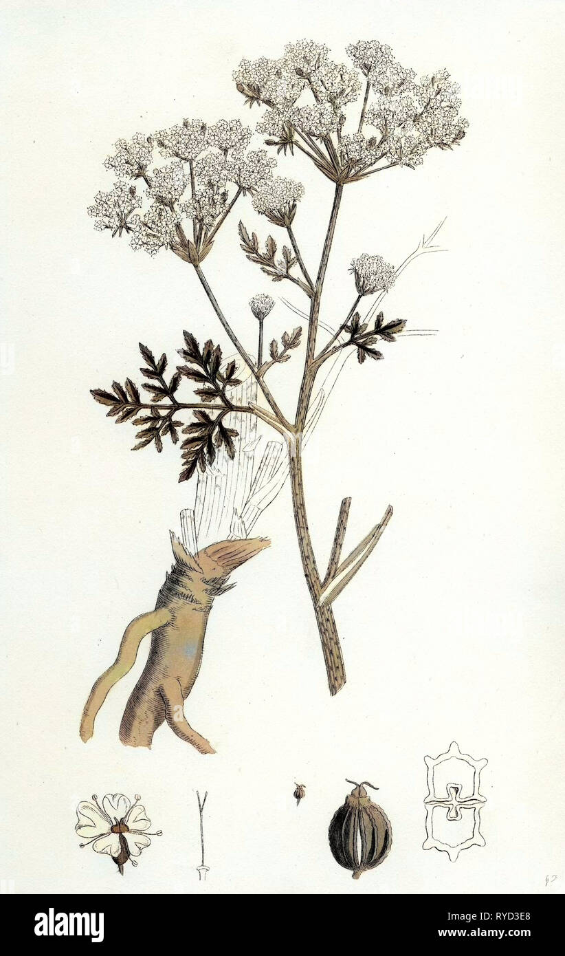 Botanical illustration hemlock hi-res stock photography and images - Alamy