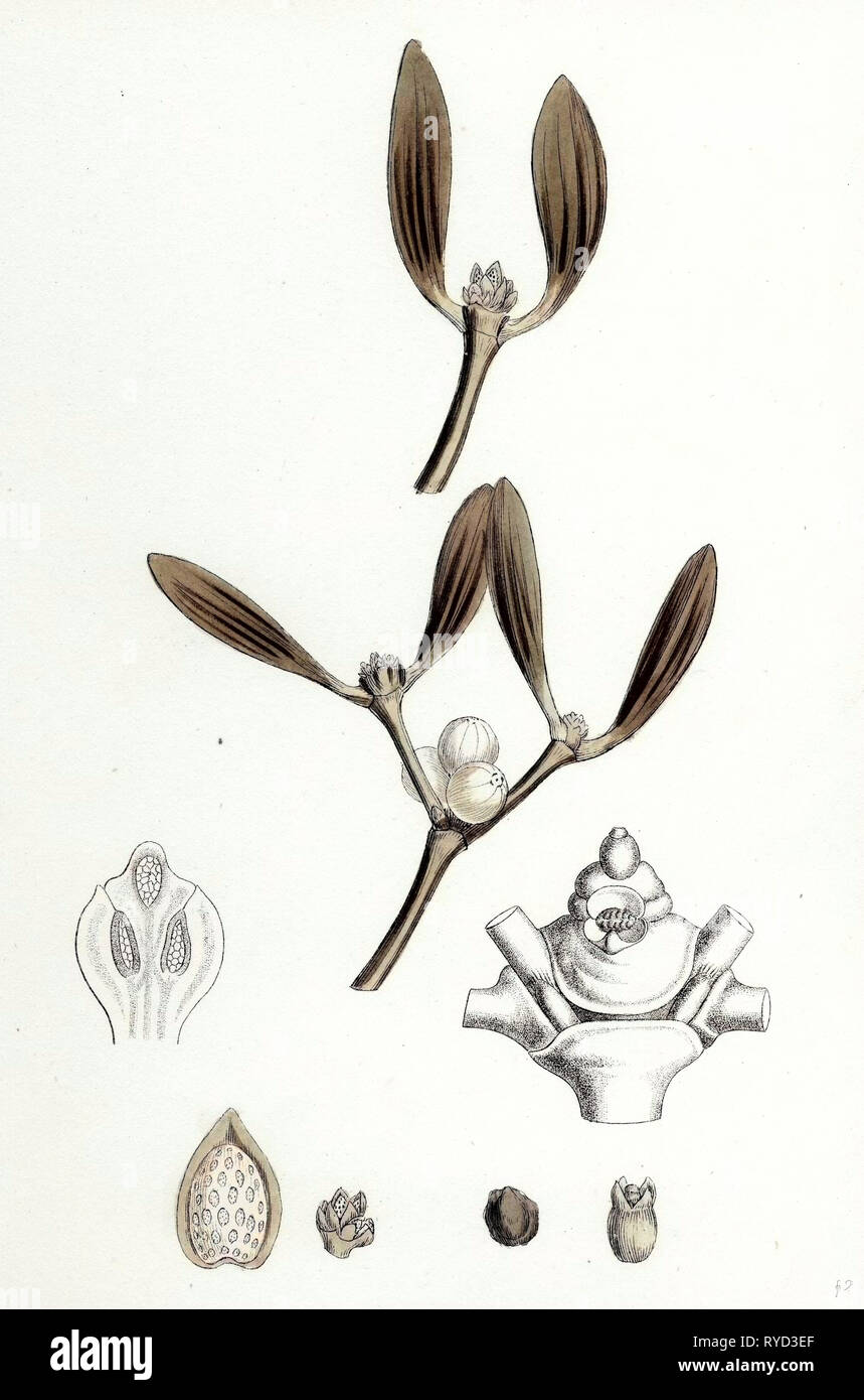 Botanical illustration of viscum album hi-res stock photography and ...
