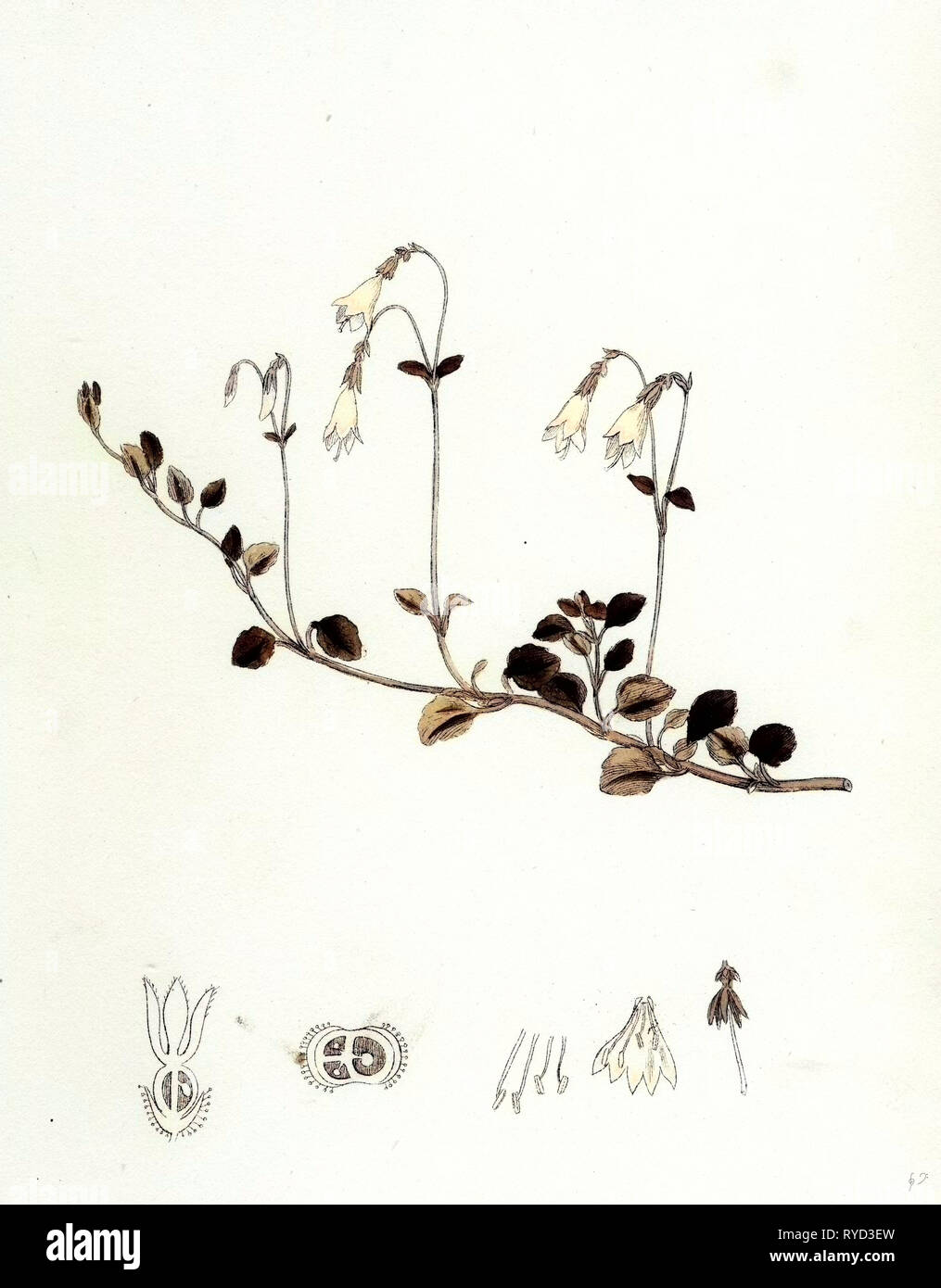 Two flowered linnaea hi-res stock photography and images - Alamy