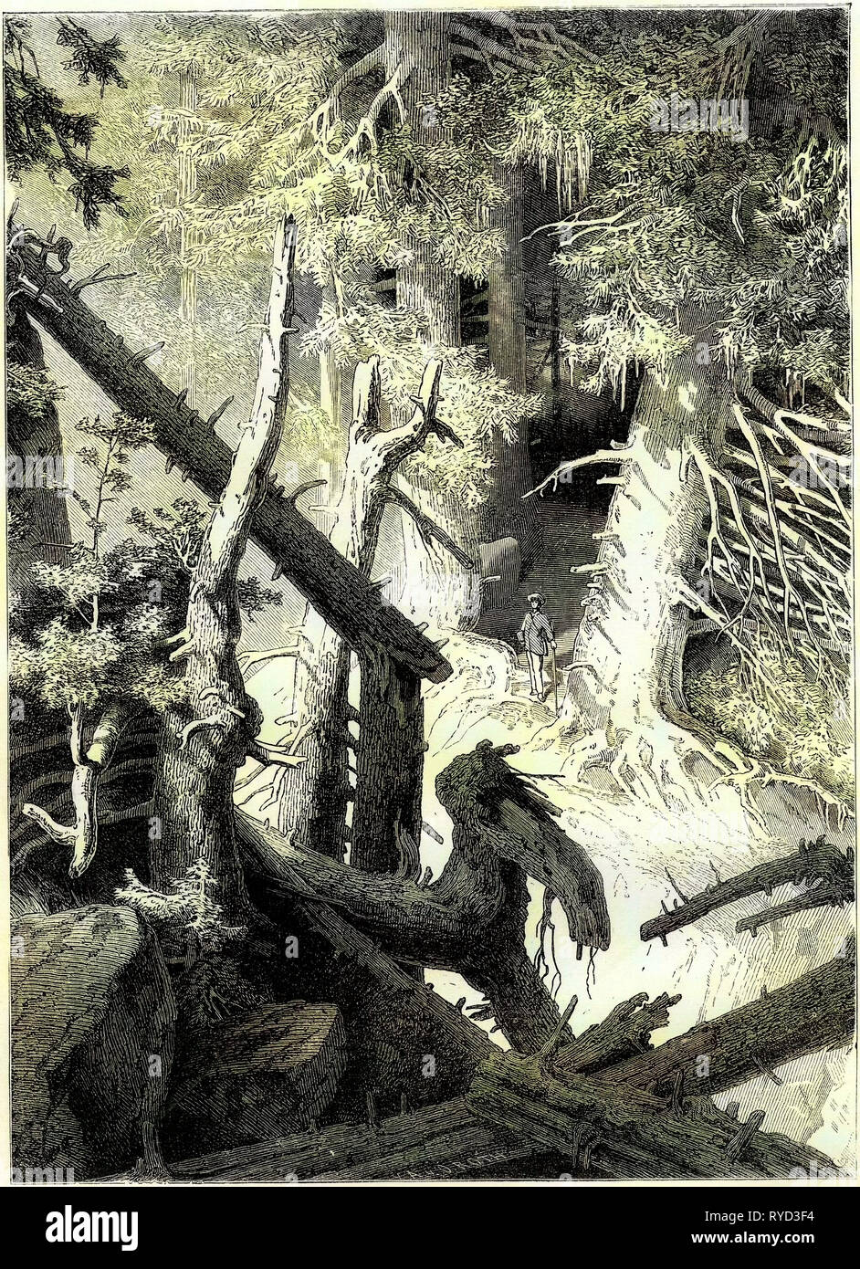 Fine forest hi-res stock photography and images - Alamy