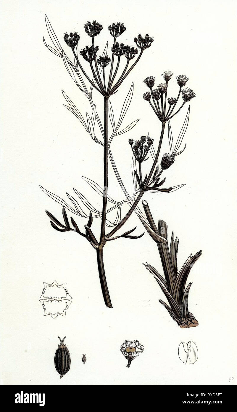 Silaus pratensis hi-res stock photography and images - Alamy