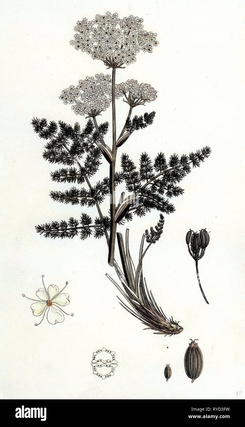 Meum meum hi-res stock photography and images - Alamy