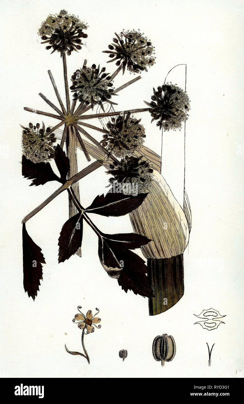 Angelica illustration hi-res stock photography and images - Alamy