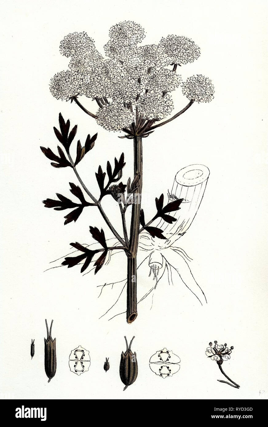 Hemlock water dropwort hi-res stock photography and images - Alamy