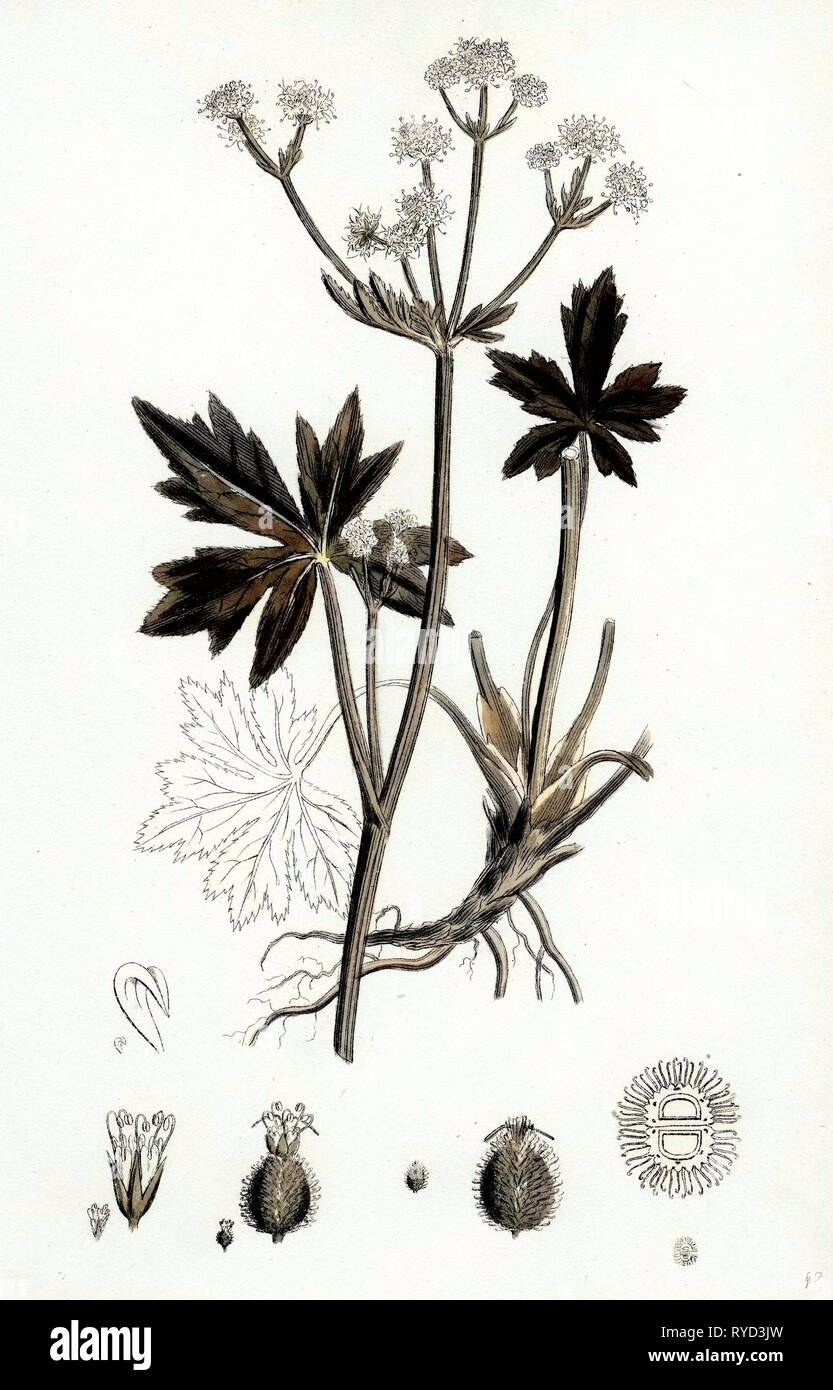 Sanicle or wood sanicle hi-res stock photography and images - Alamy