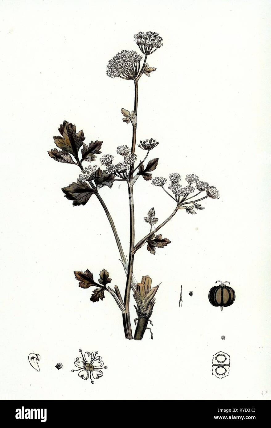 Apium Graveolens Wild Celery Stock Photo - Alamy