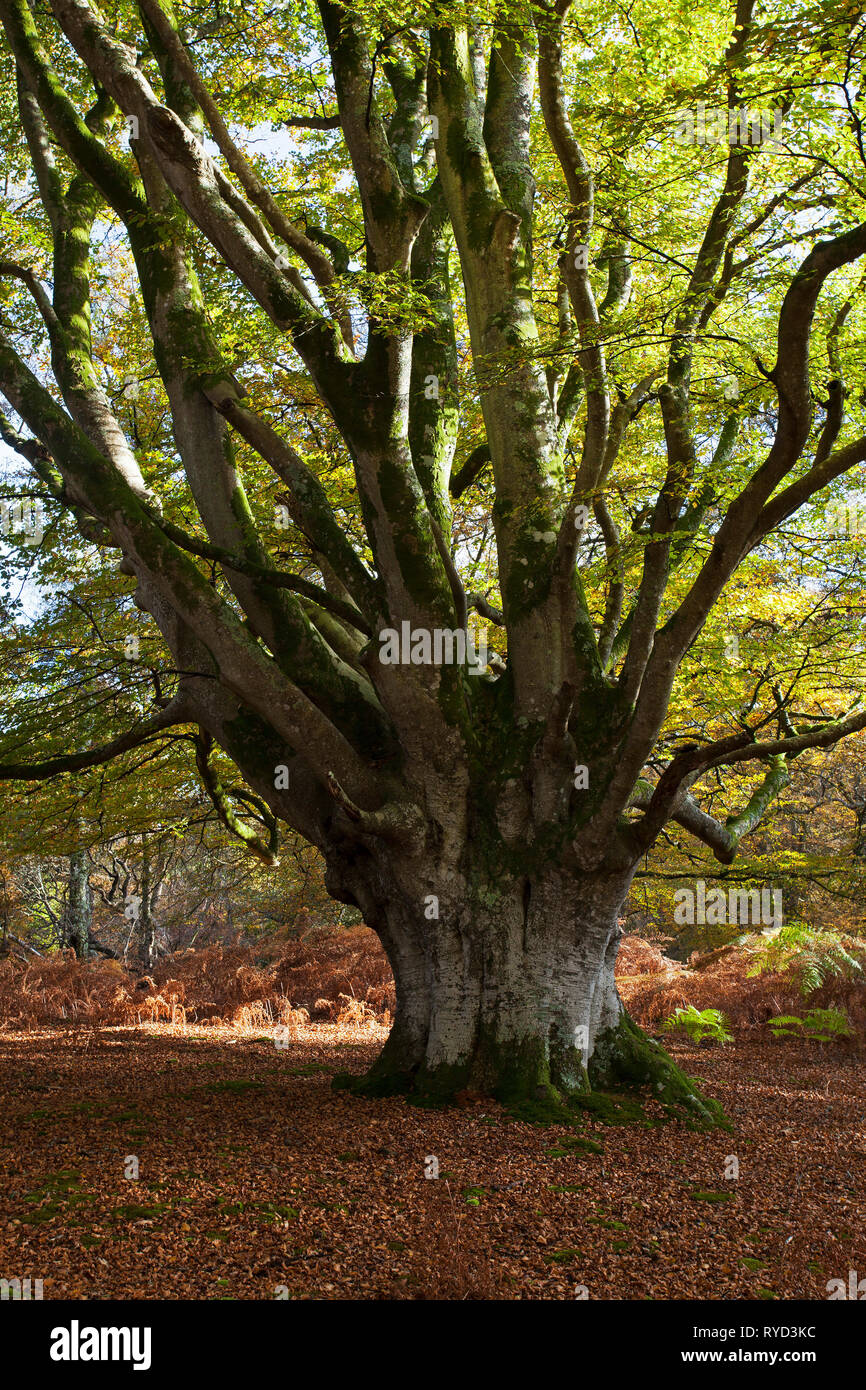 Beech Fagus sylvatica pollarded trees Vinney Ridge New Forest National ...