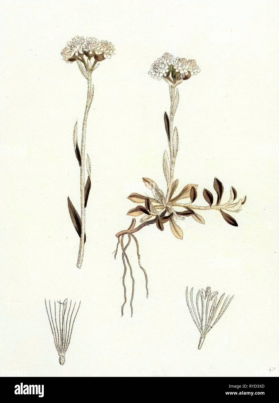 Gnaphalium Dioicum Var. Genuinum Mountain Everlasting Var. A Stock ...