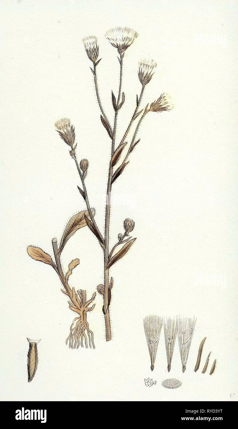 Erigeron Acris Blue Fleabane Stock Photo - Alamy