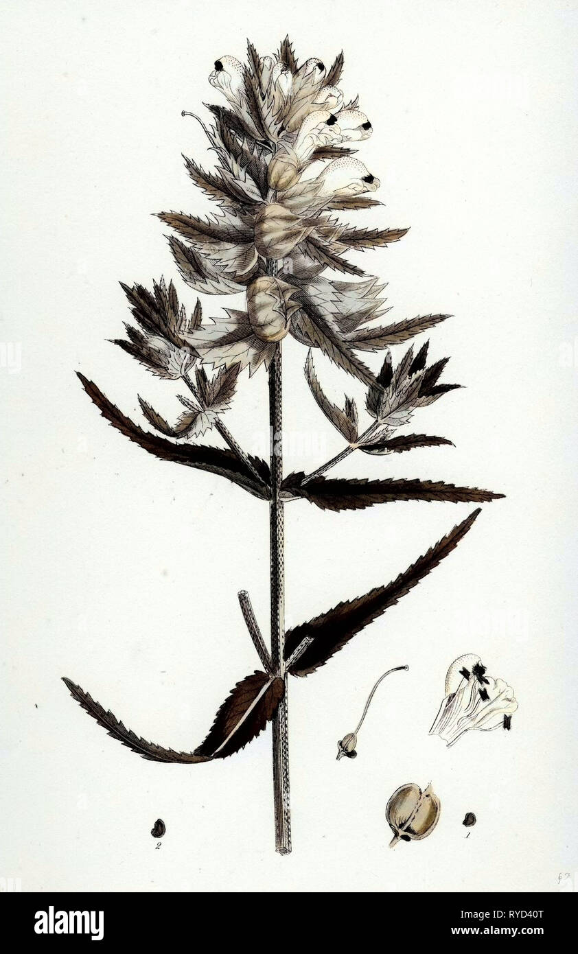 Rhinanthus Major Greater Yellow-Rattle Stock Photo - Alamy