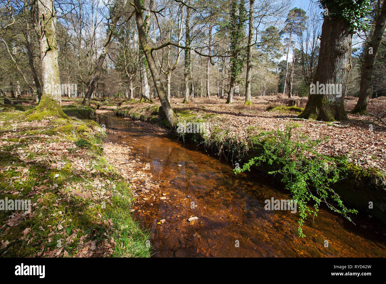 Latchmore Brook Islands Thorns Inclosure, New Forest National Park ...