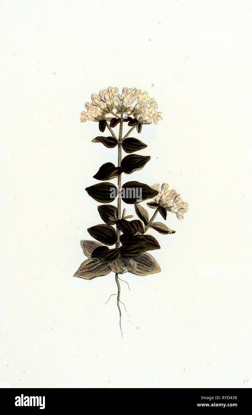 Erythraea Latifolia Broad-Leaved Centaury Stock Photo - Alamy