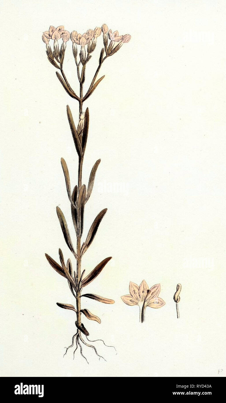 Erythraea Littoralis Narrow-Leaved Centaury Stock Photo - Alamy