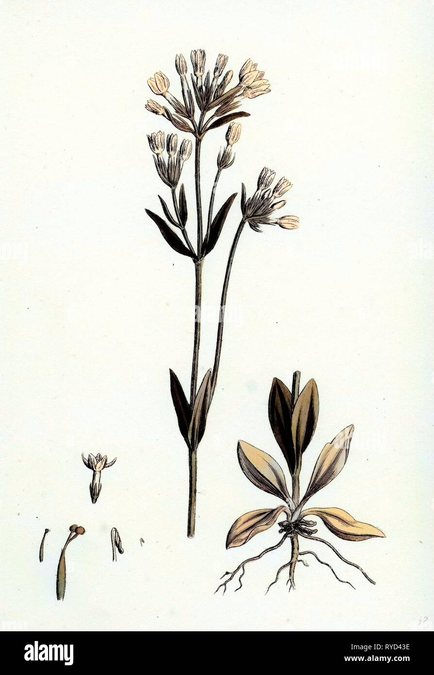 Erythraea Centaurium Common Centaury Stock Photo - Alamy