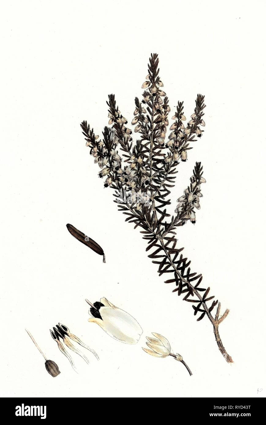 Erica culture hi-res stock photography and images - Alamy