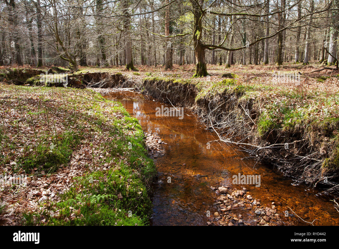 Latchmore Brook Islands Thorns Inclosure, New Forest National Park ...