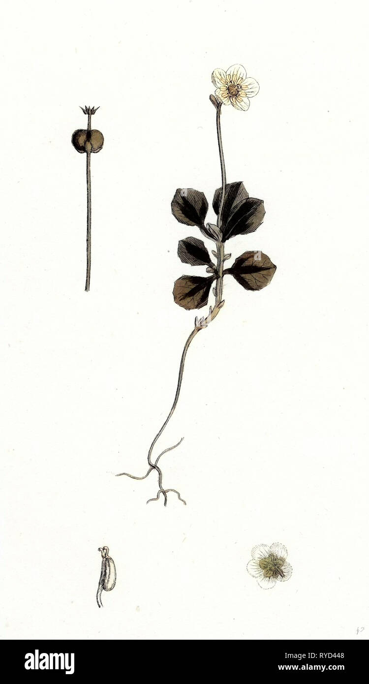 Pyrola uniflora hi-res stock photography and images - Alamy