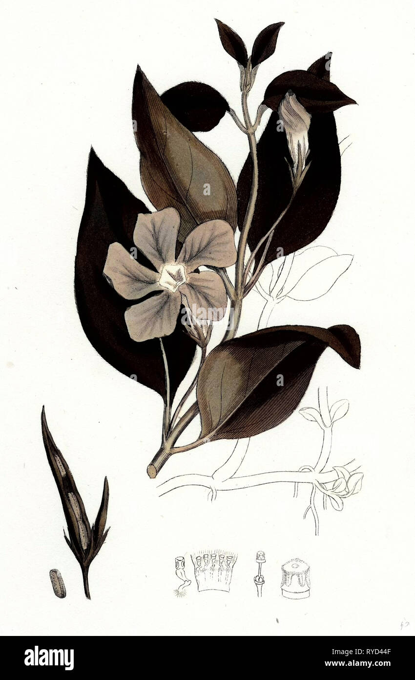 Vinca culture hi-res stock photography and images - Alamy