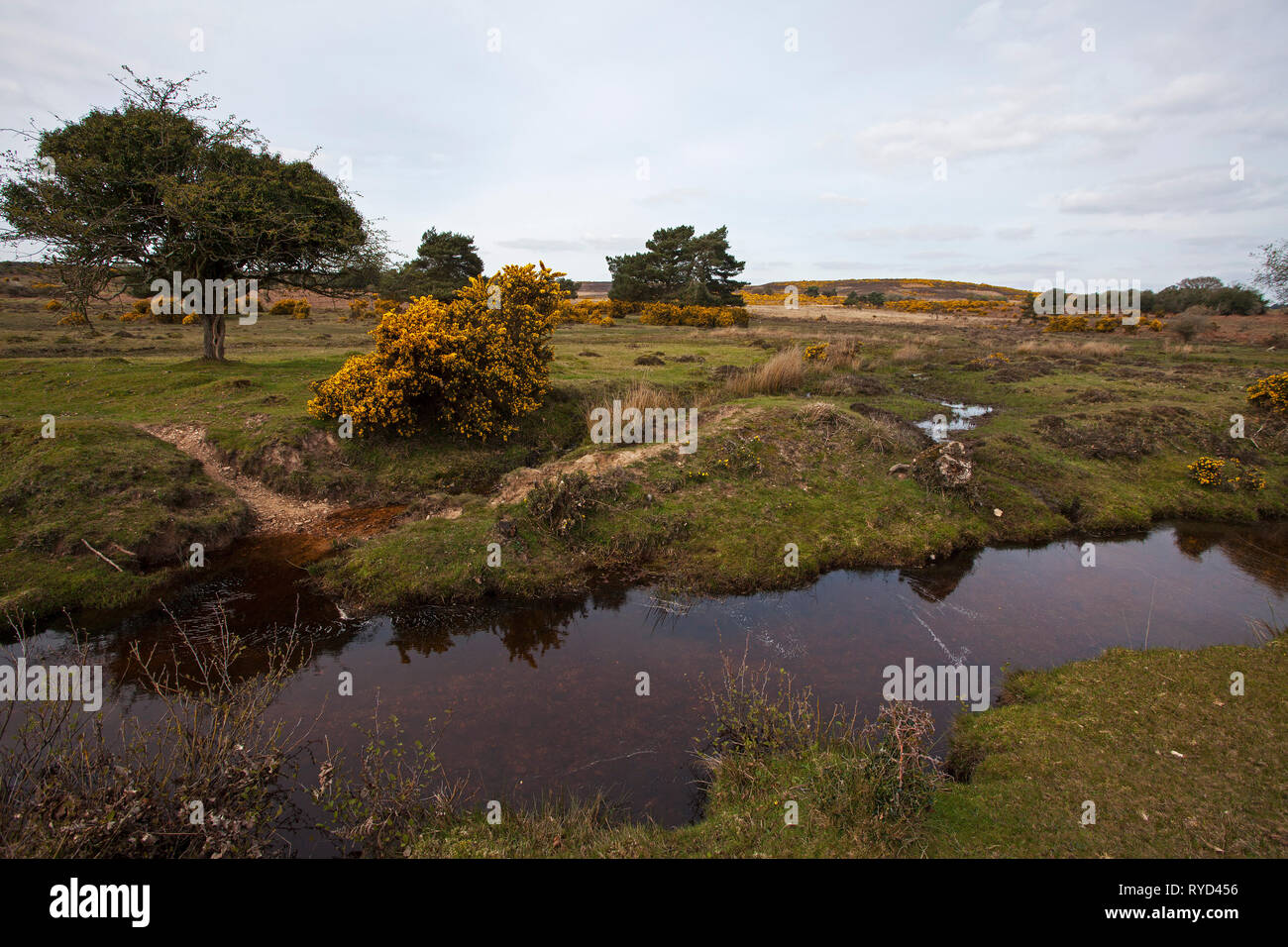 Latchmore Brook in Latchmore Bottom, New Forest National Park ...