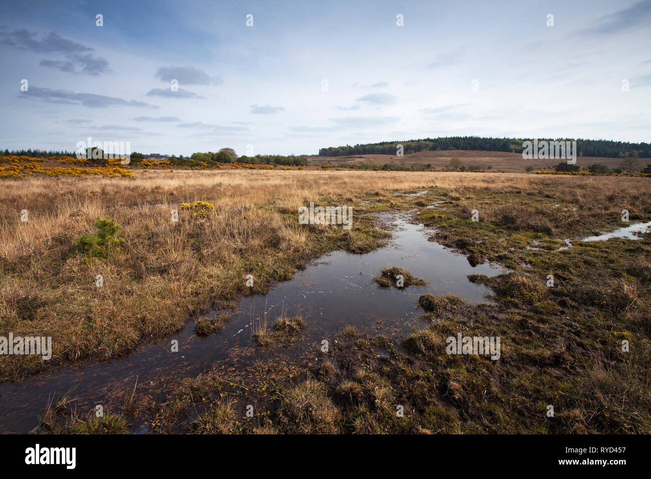 Latchmore mire with Latchmore Bottom and Hasley Inclosure beyond, New ...