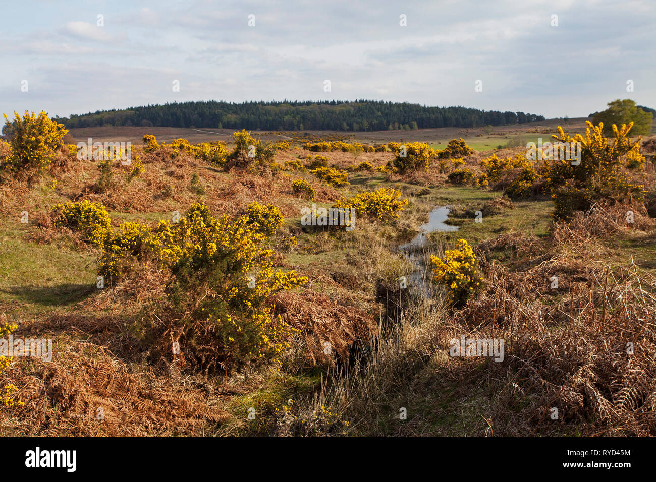 Stream running beside Thompsons Castle, Latchmore Bottom with Hasley ...