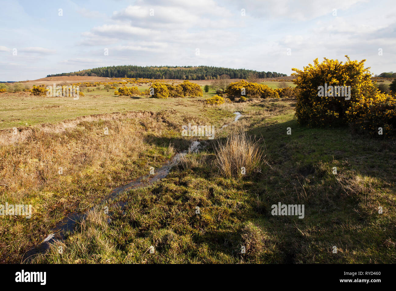 Stream running beside Thompsons Castle, Latchmore Bottom with Hasley ...