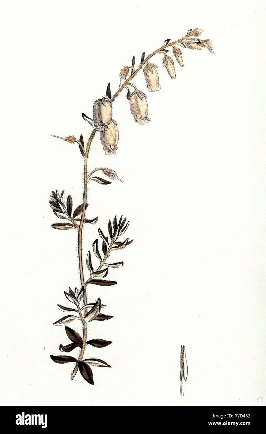 Menziesia polifolia hi-res stock photography and images - Alamy