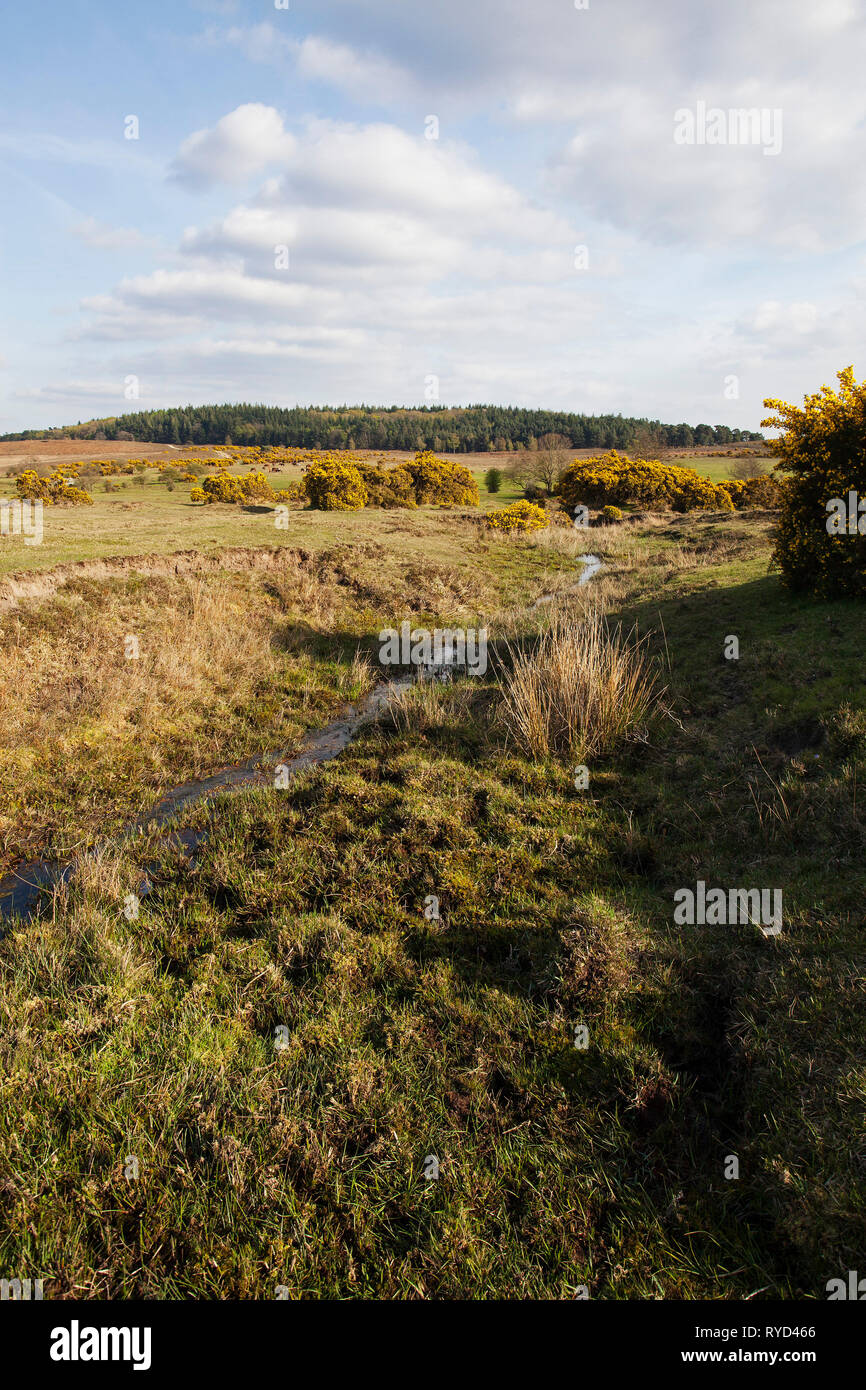 Stream running beside Thompsons Castle, Latchmore Bottom with Hasley ...