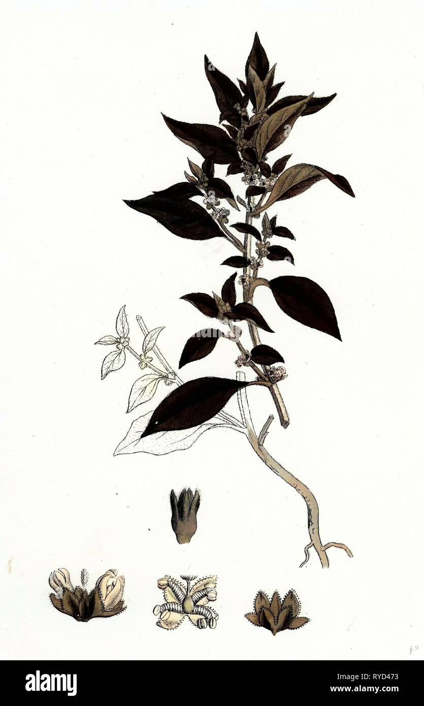 Pellitory High Resolution Stock Photography and Images - Alamy