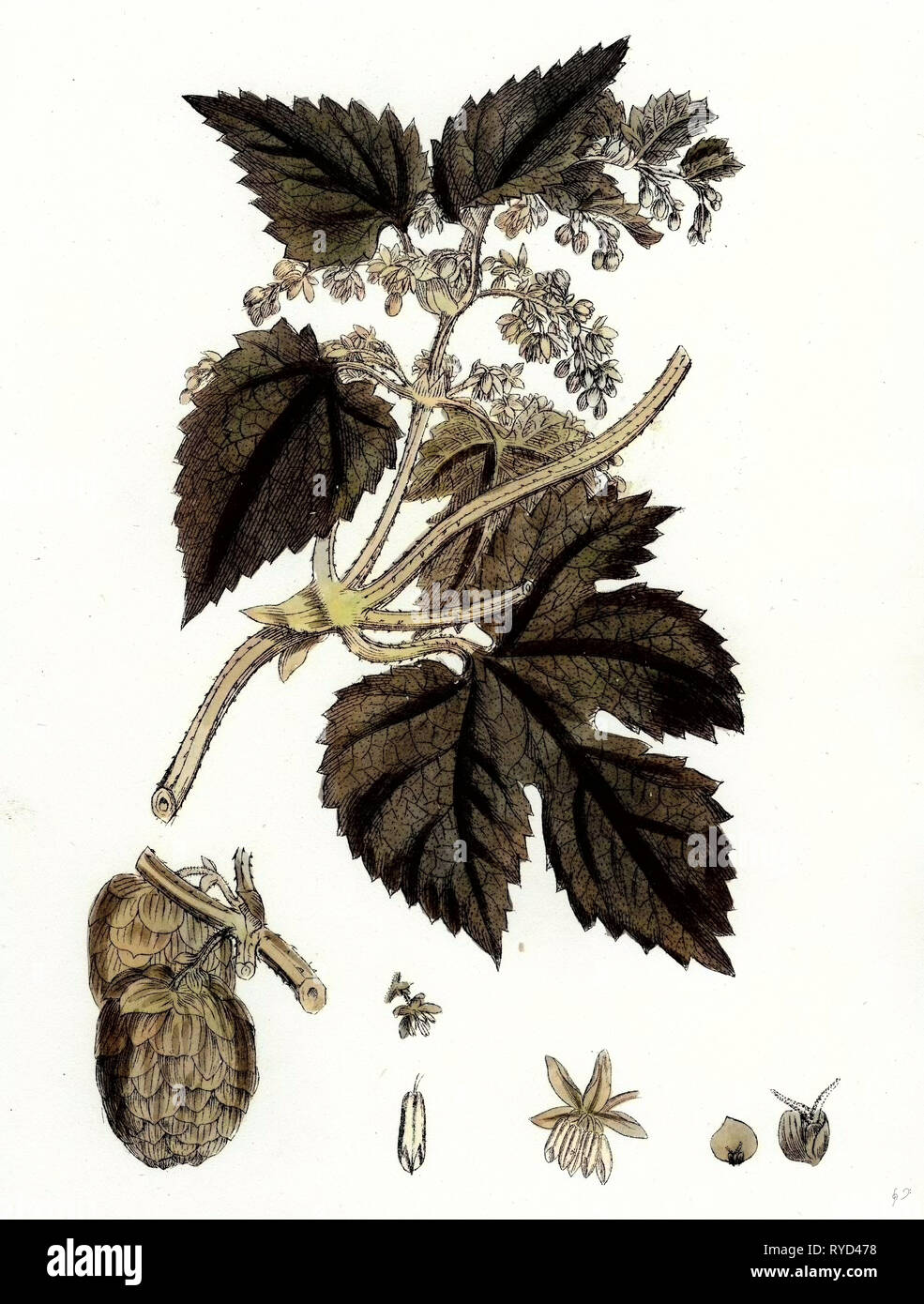 Humulus Lupulus Common Hop Stock Photo - Alamy