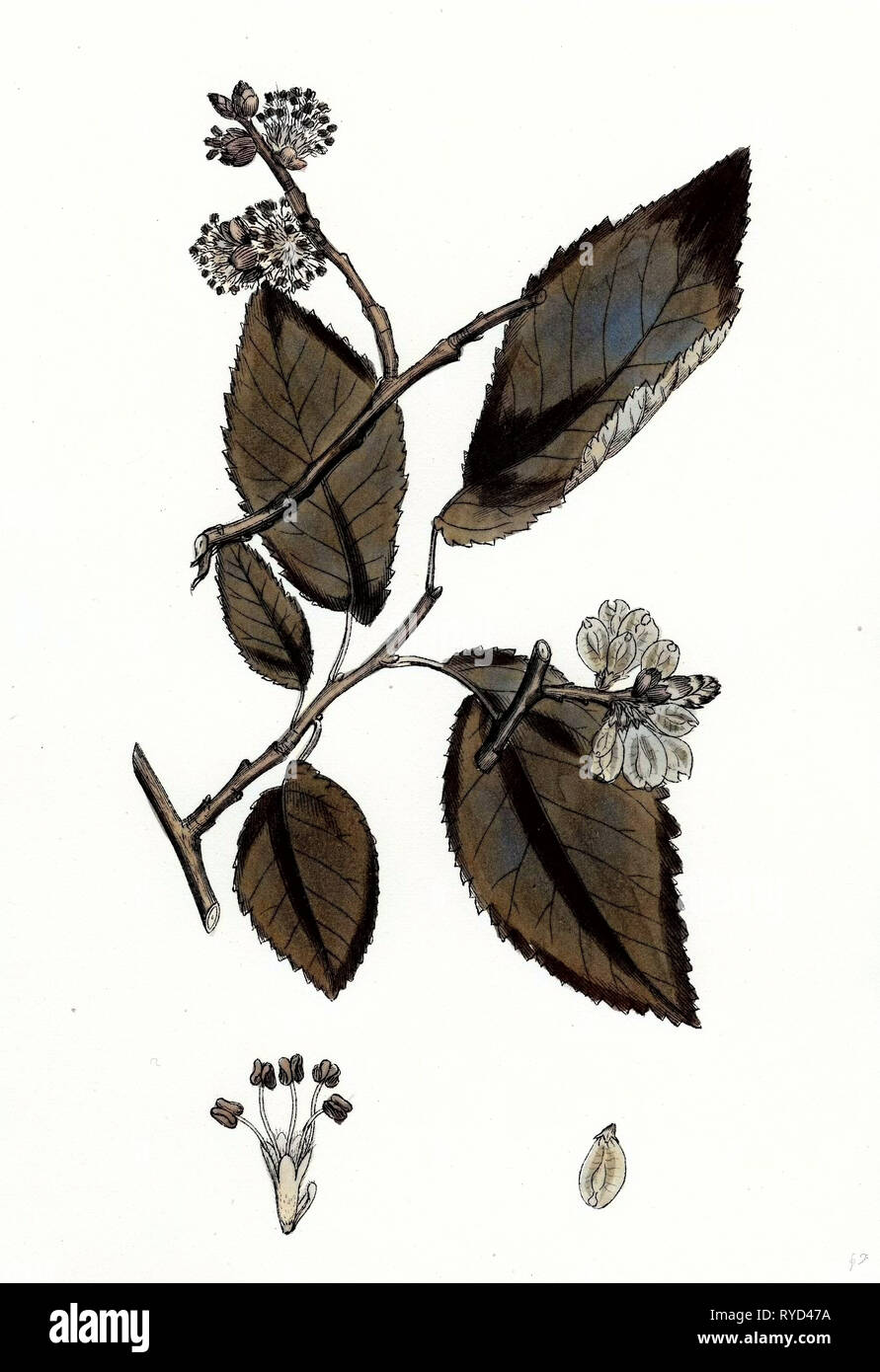 Ulmus Suberosa Var. Glabra Common Elm Var. Y Stock Photo - Alamy