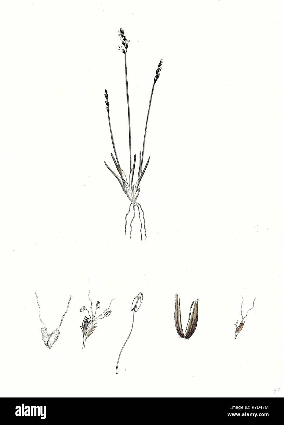 Early print Cut Out Stock Images & Pictures - Alamy