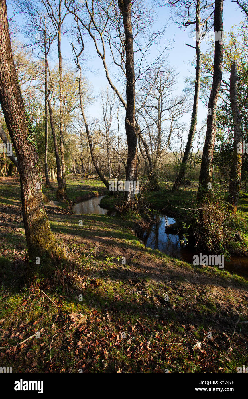 Re-aligned route of the Avon Water stream following Wootton Phase 1 ...