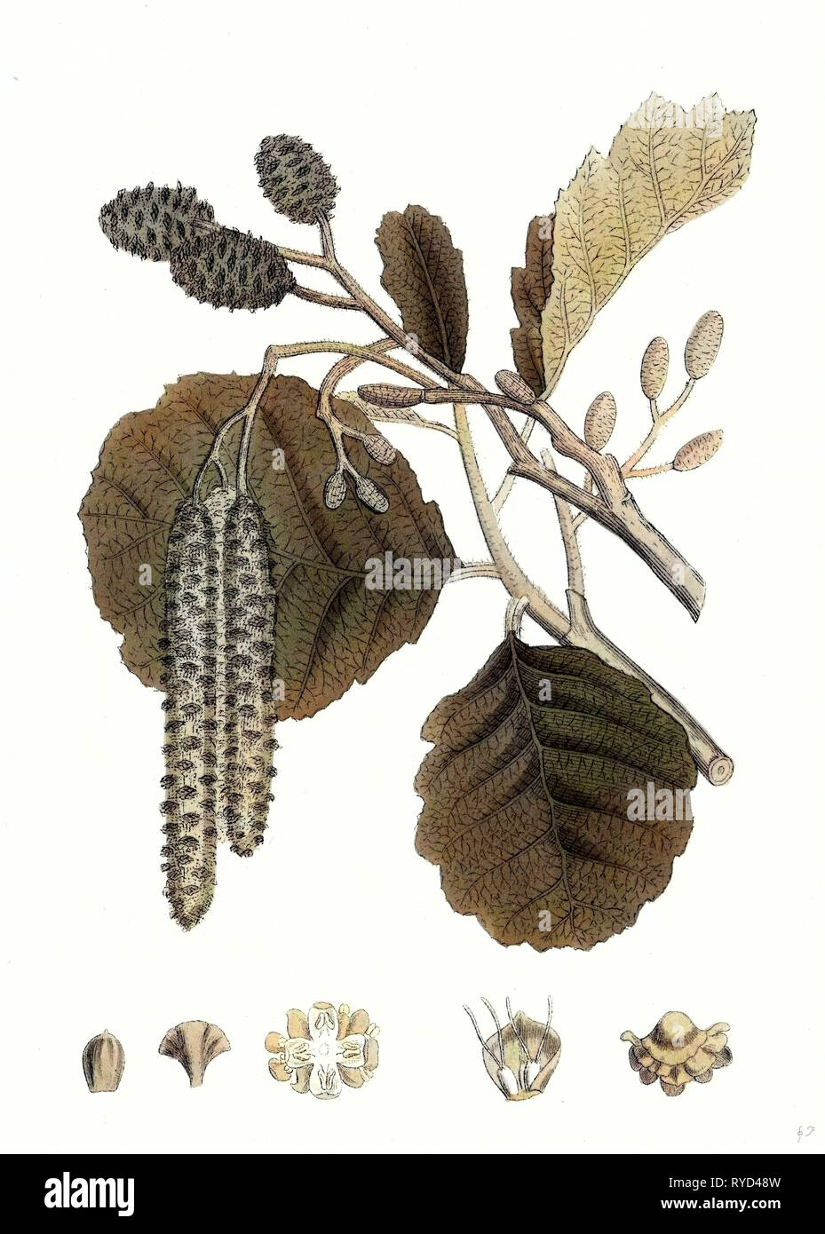 Alnus Glutinosa Common Alder Stock Photo - Alamy