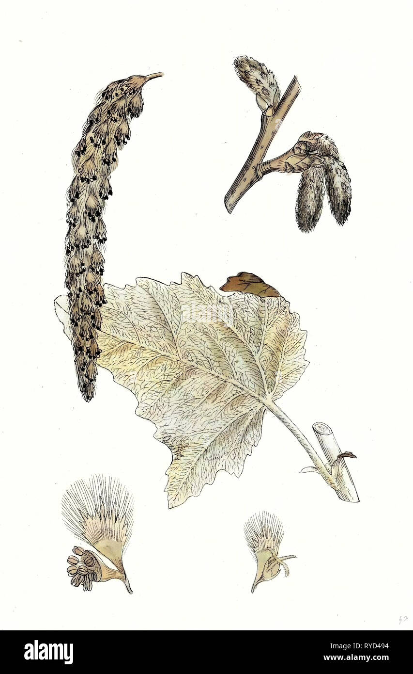 Populus alba botanical illustration Cut Out Stock Images & Pictures - Alamy