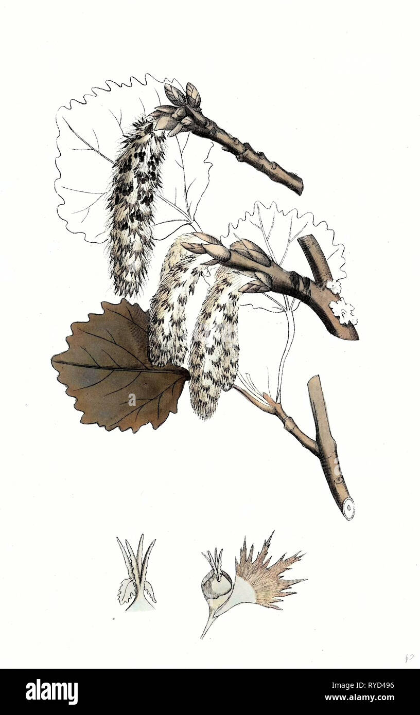 Populus tremula botanical illustration Cut Out Stock Images & Pictures ...