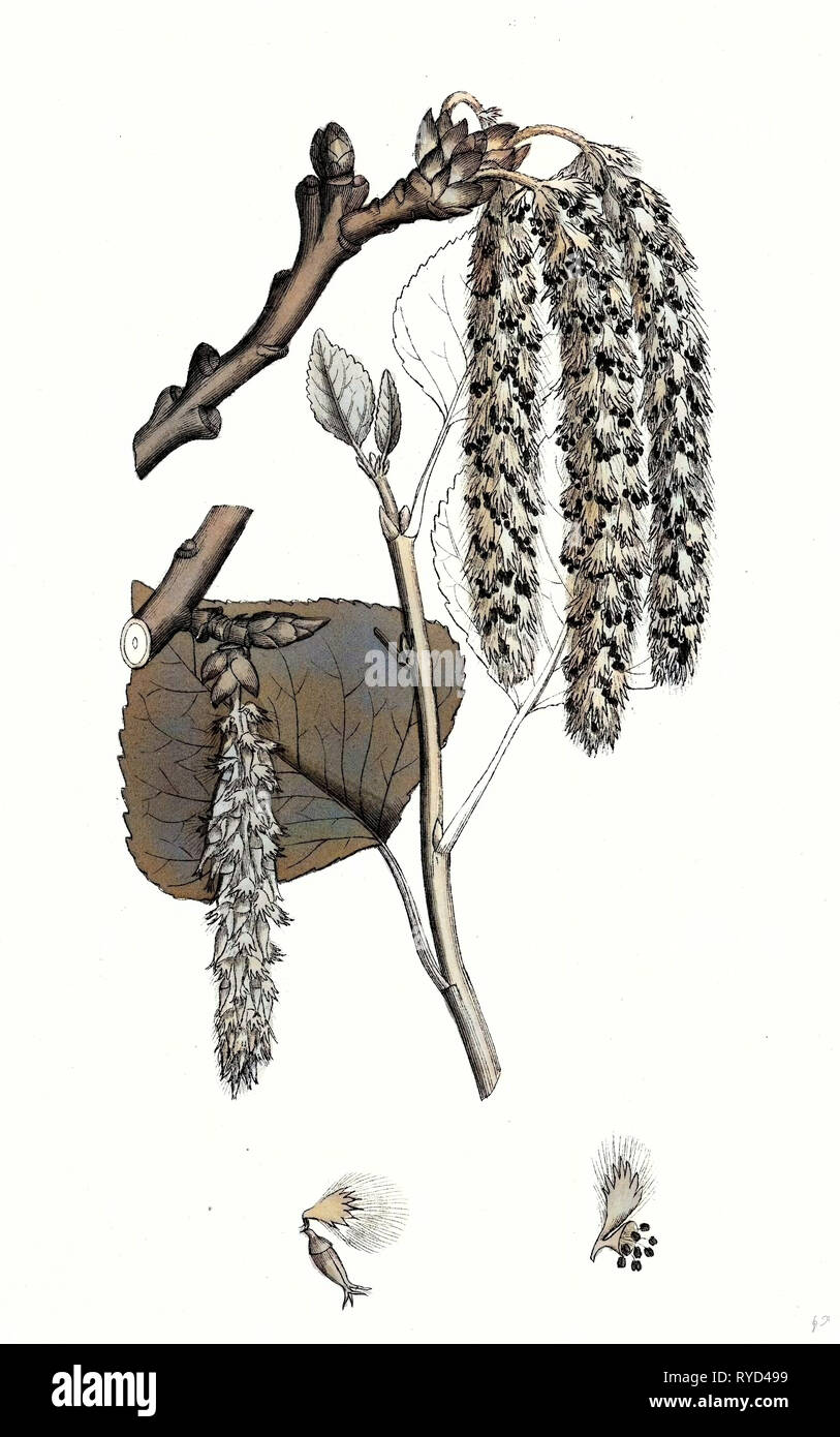 Populus nigra botanical illustration hi-res stock photography and ...
