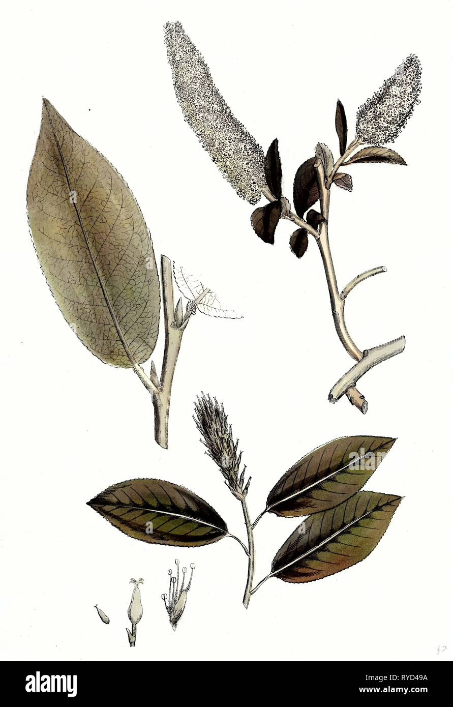 Salix Pentandra Bay-Leaved Willow Stock Photo - Alamy