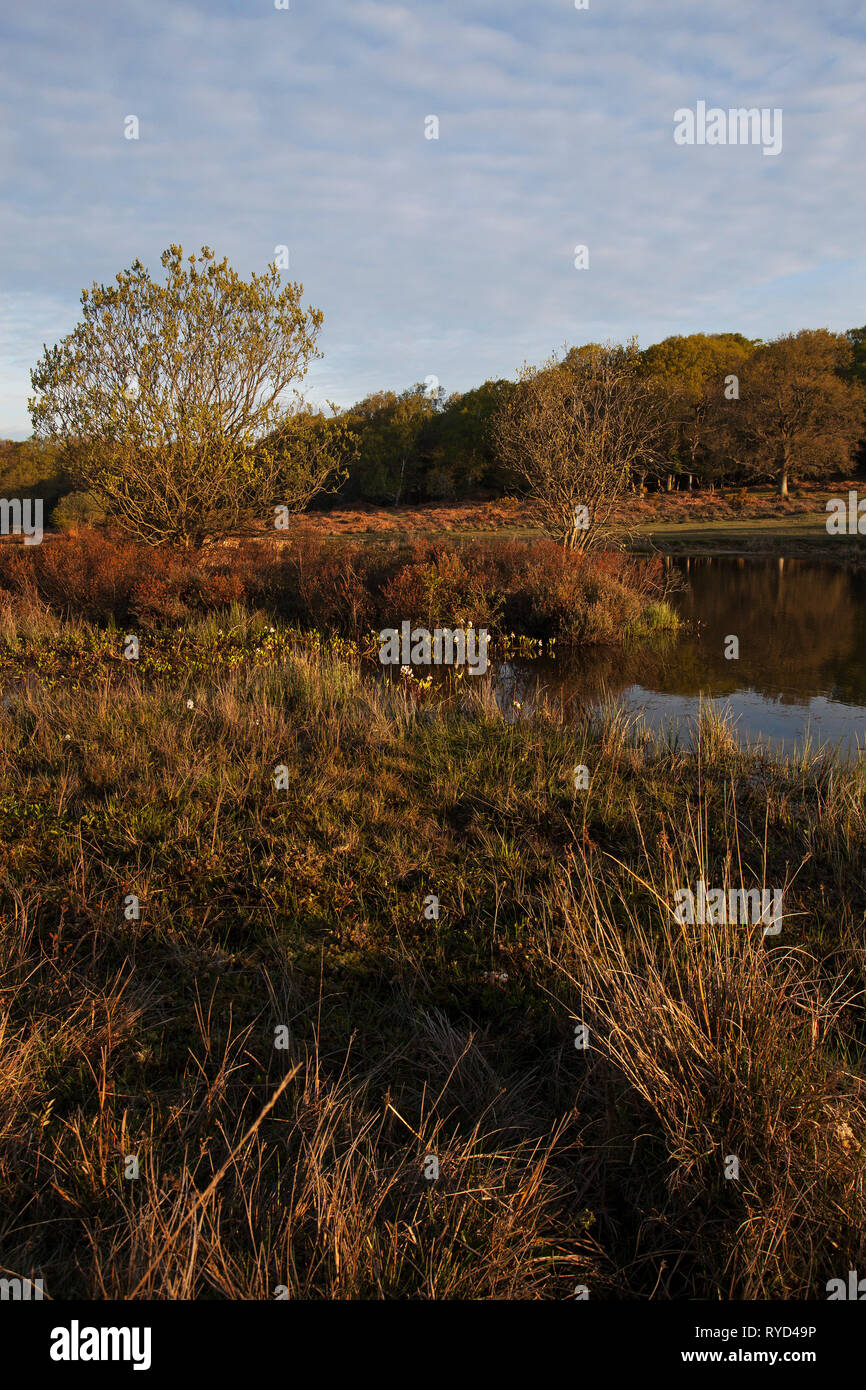 Bogbean Menyanthes trifoliata in a pond in Akercome Bottom with Pinnick ...