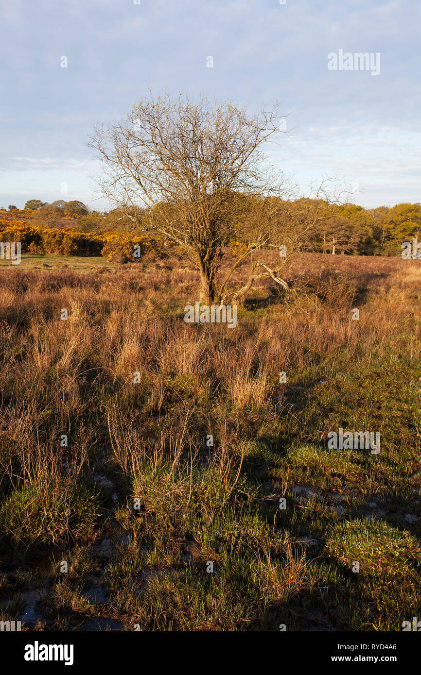 Goat willow Salix caprea in a mire at Akercome Bottom and Handy Cross ...