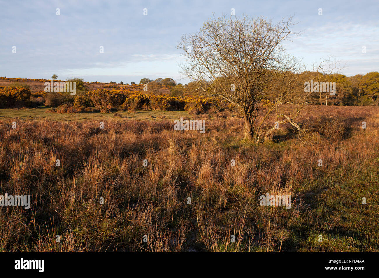 Goat willow Salix caprea in a mire at Akercome Bottom and Handy Cross ...