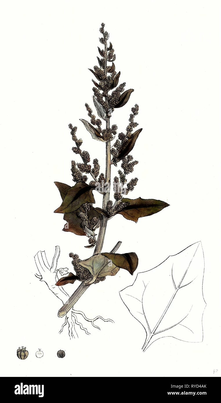 Chenopodium botryoides hi-res stock photography and images - Alamy