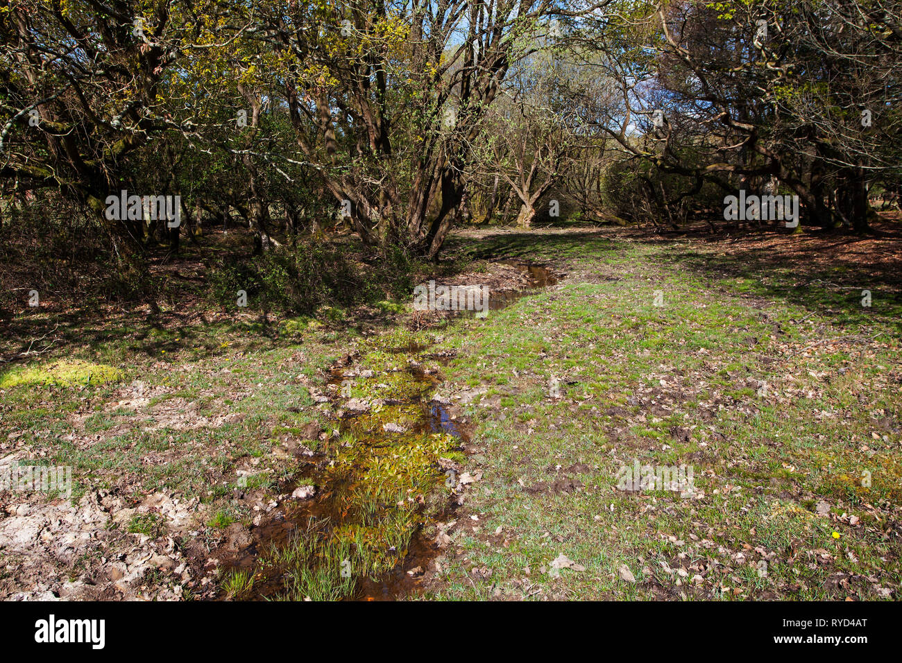 Suburb woods mire hi-res stock photography and images - Alamy