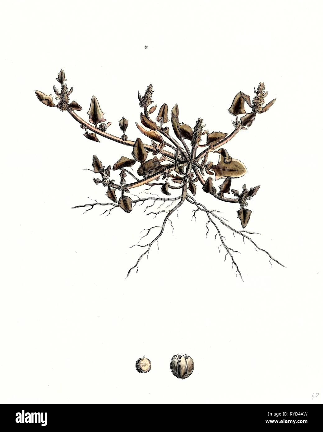 Chenopodium Eu-Rubrum Var. Pseudo-Botryoides Red Goosefoot Var. B Stock ...