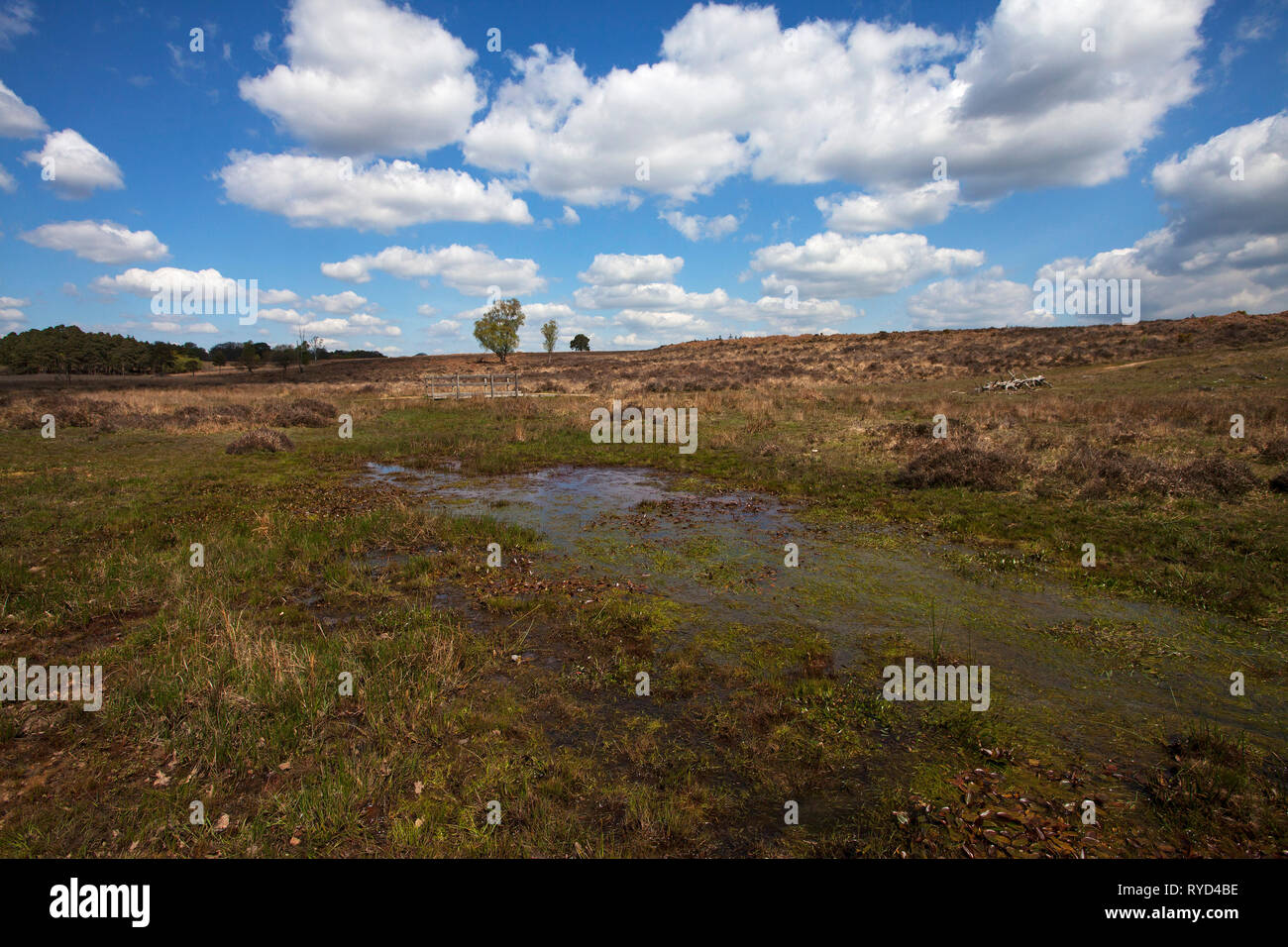 Footbridge crossing Soldiers Bog with heathland and scattered trees ...