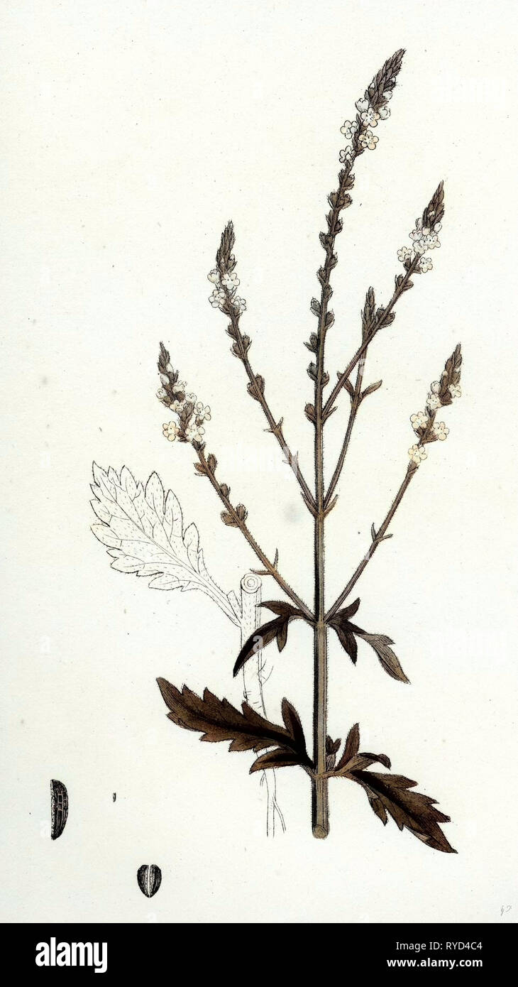 Verbena Officinalis Common Vervain Stock Photo - Alamy
