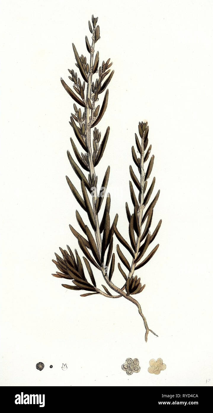 Annual sea blite hi-res stock photography and images - Alamy