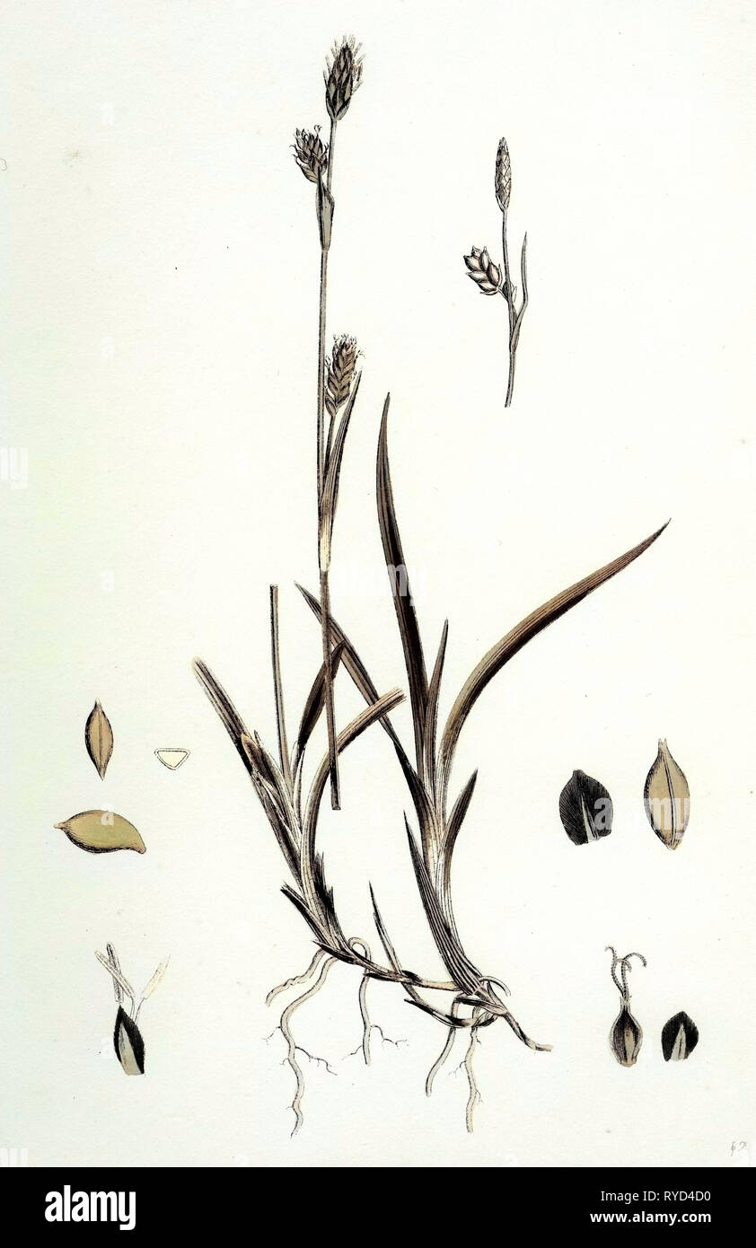 Carex Vaginata Short Brown-Spiked Sedge Stock Photo - Alamy