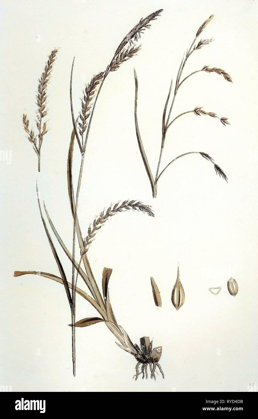 Pendulous wood sedge hi-res stock photography and images - Alamy